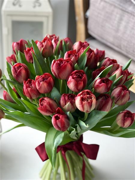 Tulip Love