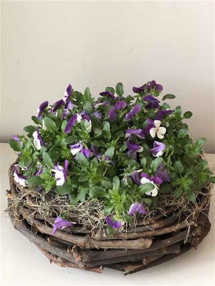 Viola Planter