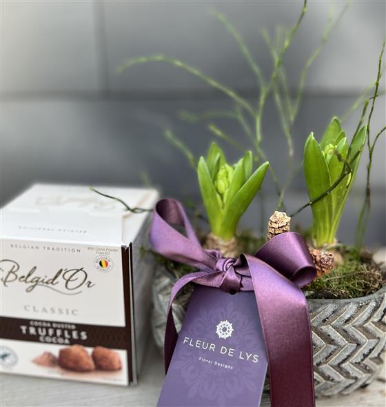 Hyacinth Planter Gift Set