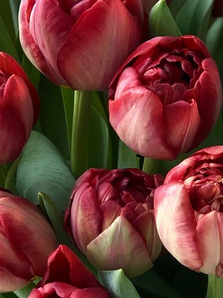 Tulip Love