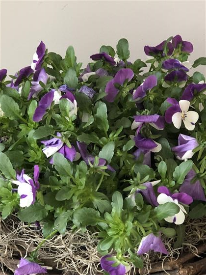 Viola Planter